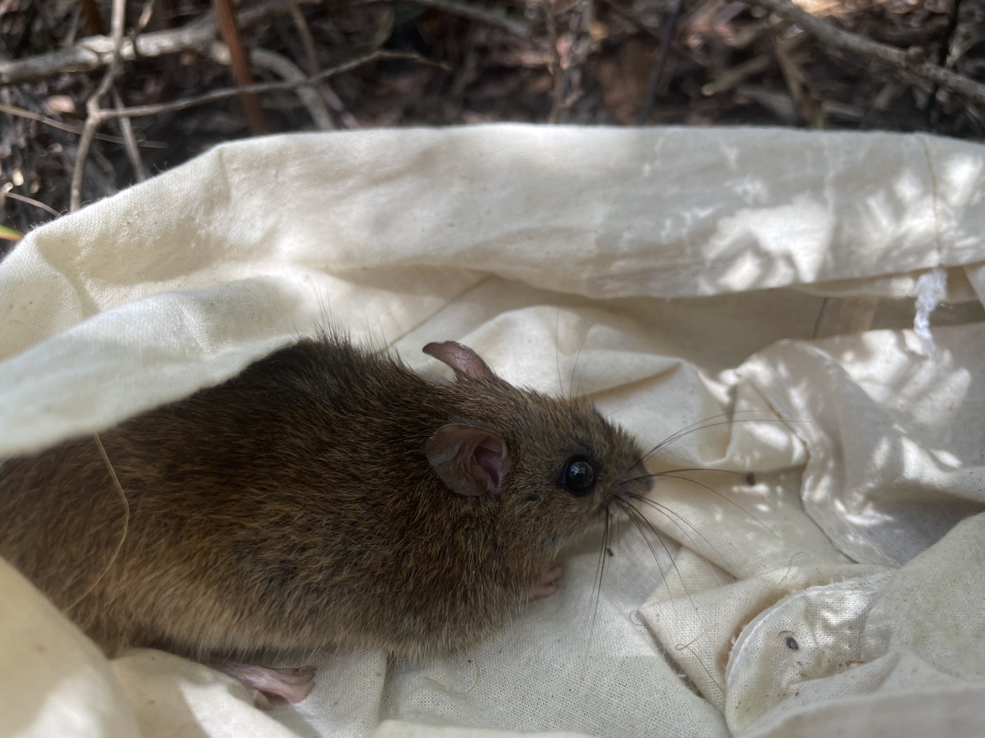 Bogul rewilding – Sydney Rewilding Initiative